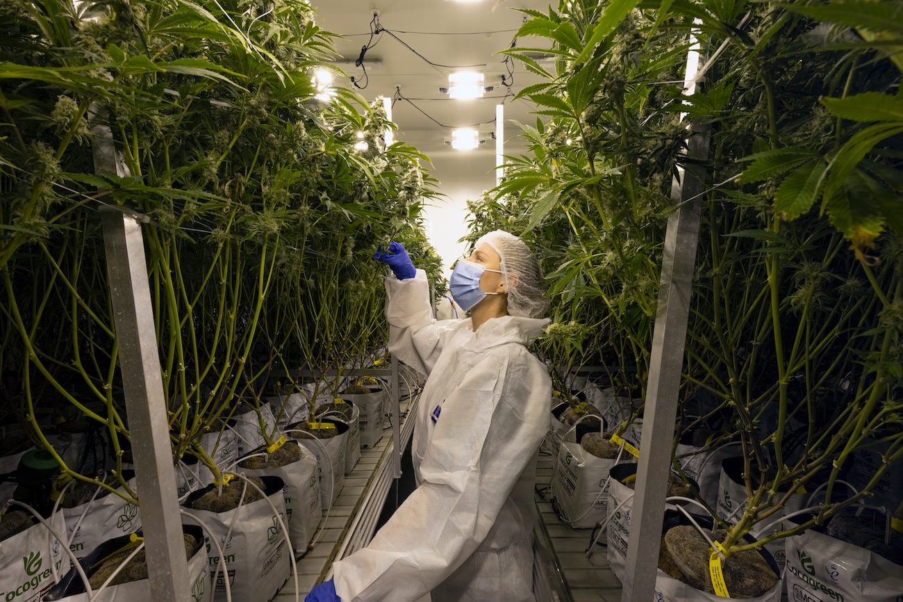 Press Release: ANTG announces major expansion in Brisbane, bolstering ...