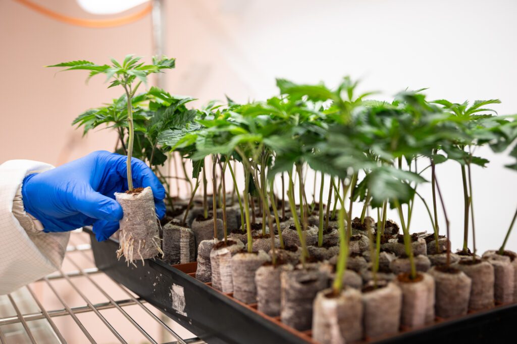 Premium Australian Medicinal Cannabis | ANTG