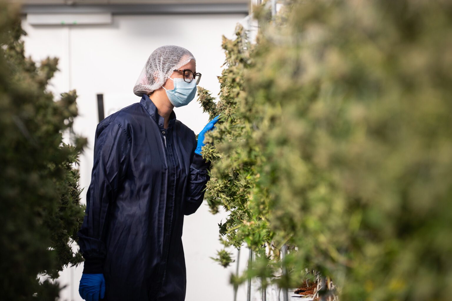 Premium Australian Medicinal Cannabis | ANTG